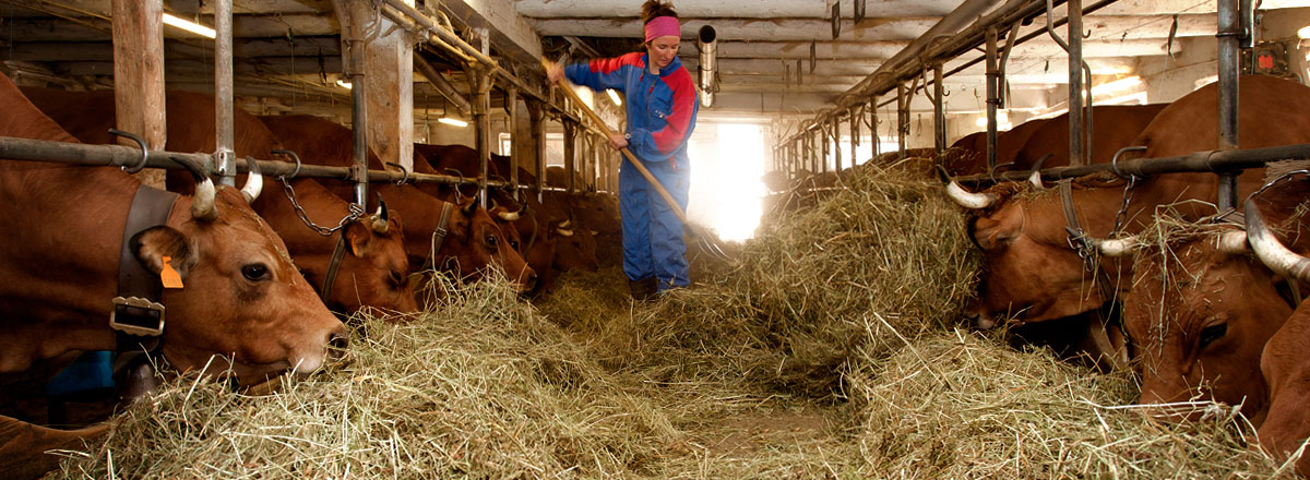 « Au cul des vaches! | «montagnycimes